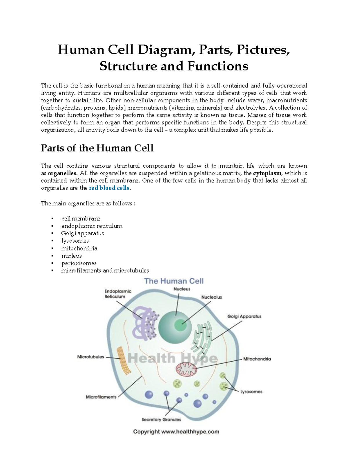 Human Cell Diagram and Sickle Cell - Human Cell Diagram, Parts ...