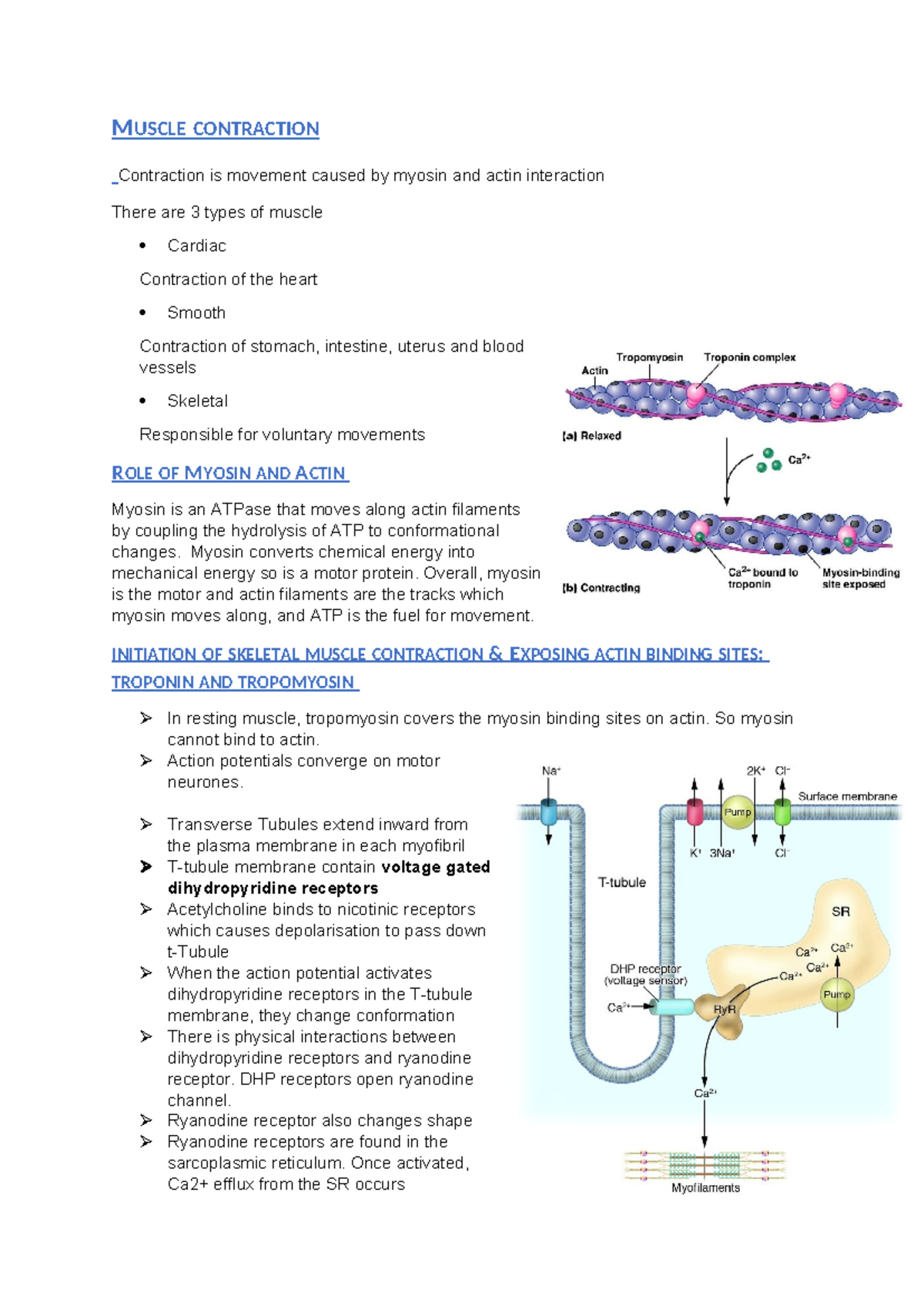 Muscle contraction - Physiology - MUSCLE CONTRACTION Contraction is ...