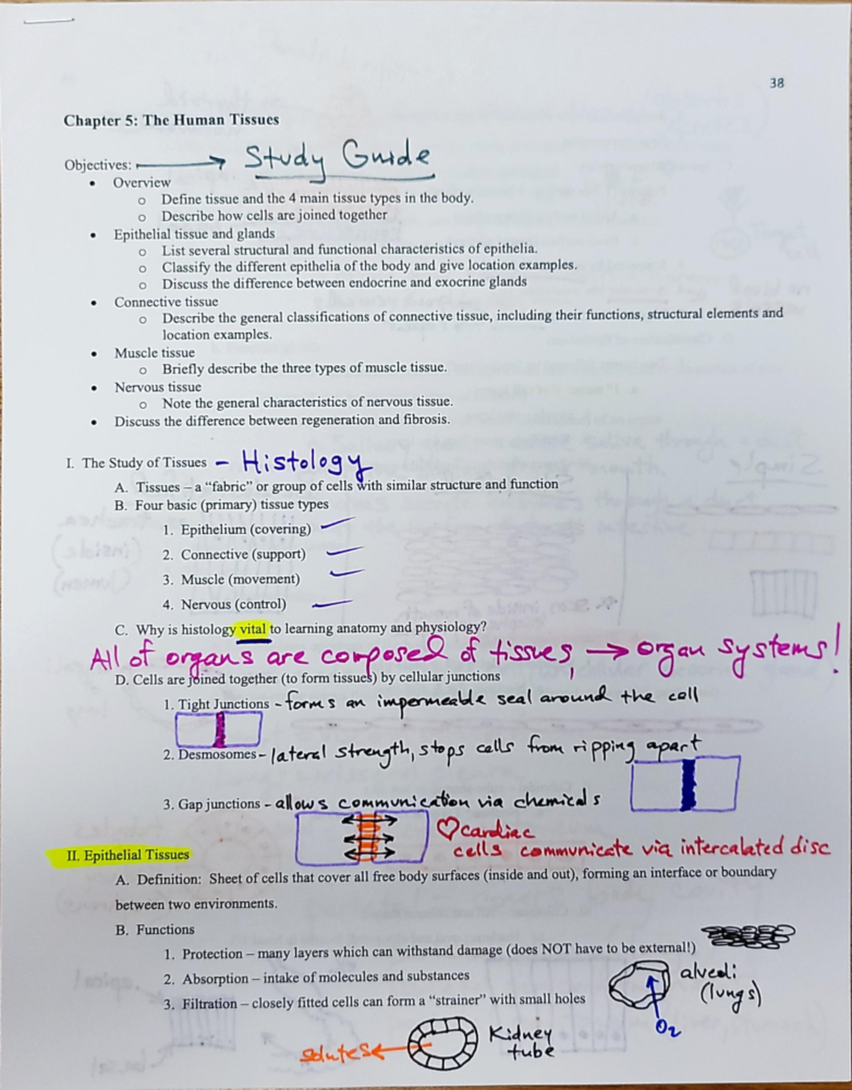 Chapter 5 Notes - 38 Chapter 5: The Human Tissues Objectives: Study ...