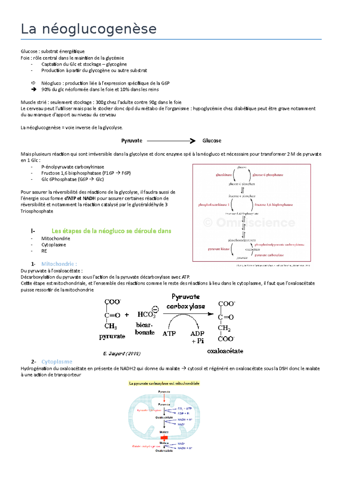 10-Néoglucogénèse - La Glucose : substrat Foie : central dans le ...
