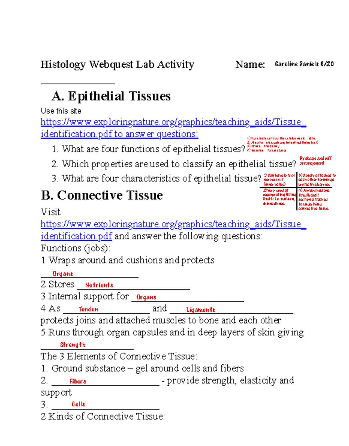 Histology Lab Activity Webquest done - Histology Webquest Lab Activity ...