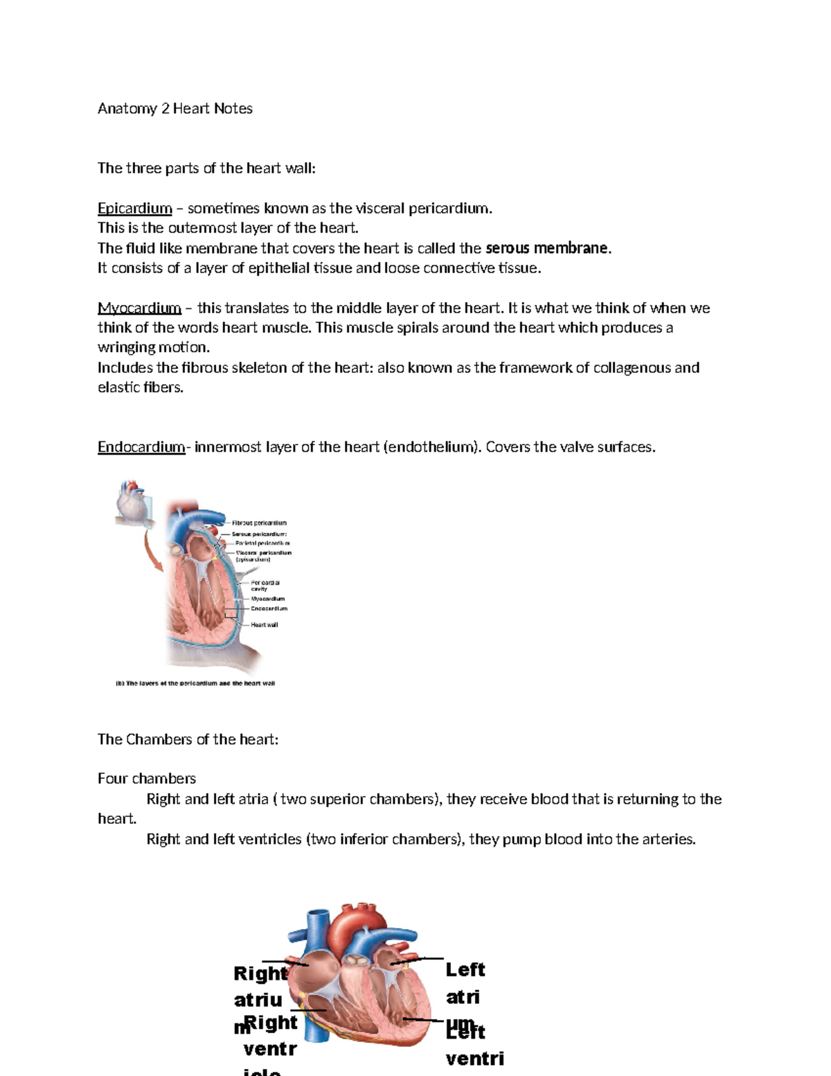Anatomy 2 Heart Notes - I made this document to prepare for the first ...