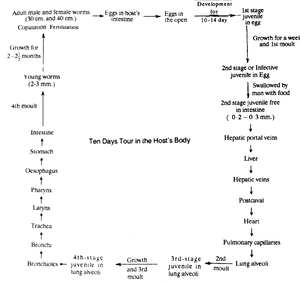 Block-1 - notes - BLOCK 1 TOOLS OF GENETIC ENGINEERING 5 BLOCK 2 GENE ...