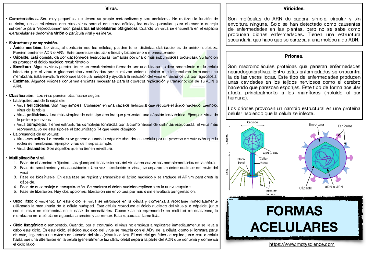 17sdvijsdoivjipvfr - FORMAS ACELULARES Virioides. Son moléculas de ARN ...