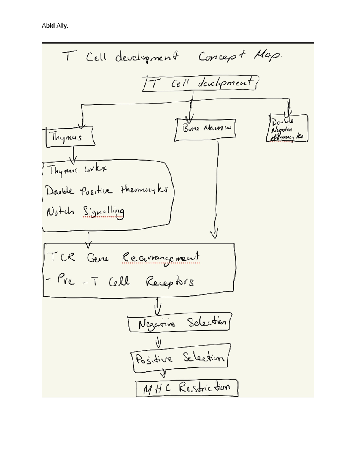 T+cell+Development+Concept+map+ - BIO 466 - Abid Ally. Abid Ally. - Studocu