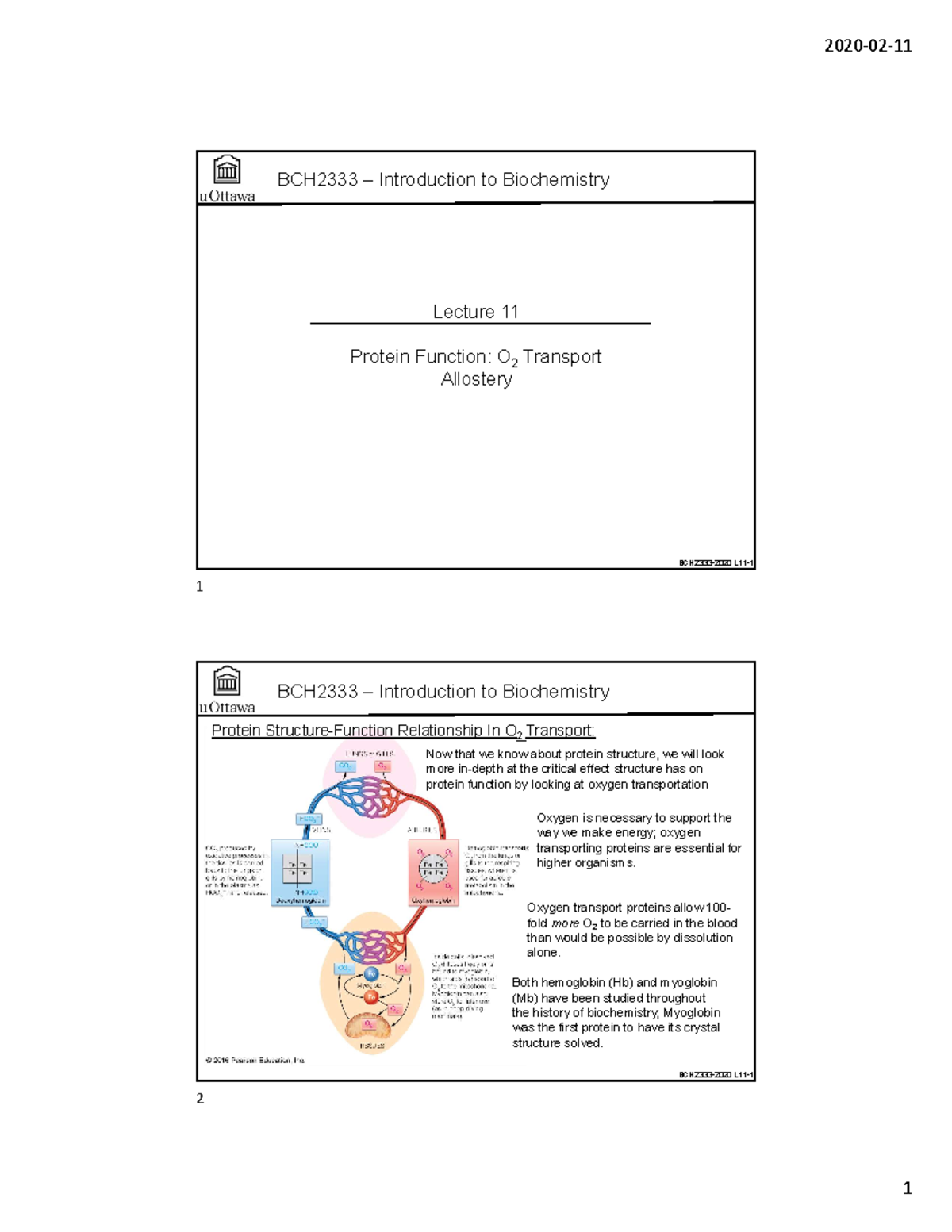 Lecture 11 - Warning: TT: undefined function: 32 BCH2333-2020 L11- BCH2333 – Introduction to ...