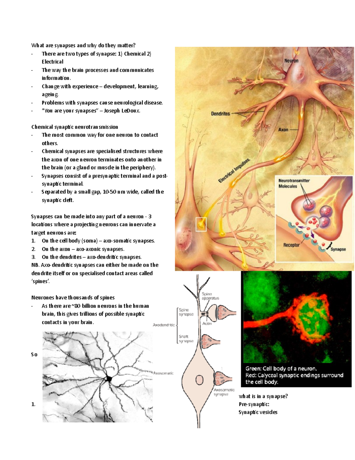 Synaptic Communications - What are synapses and why do they matter ...