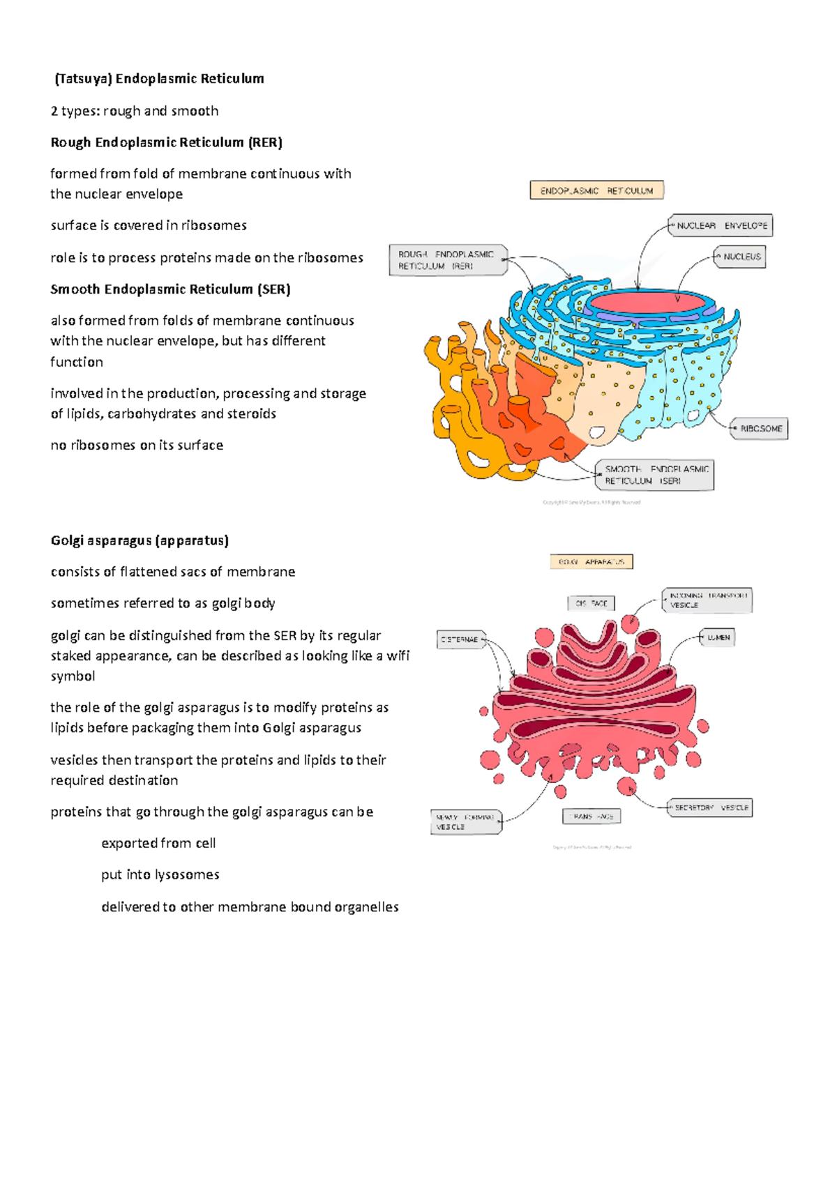Cells 2 the new stuff - (Tatsuya) Endoplasmic Reticulum 2 types: rough ...