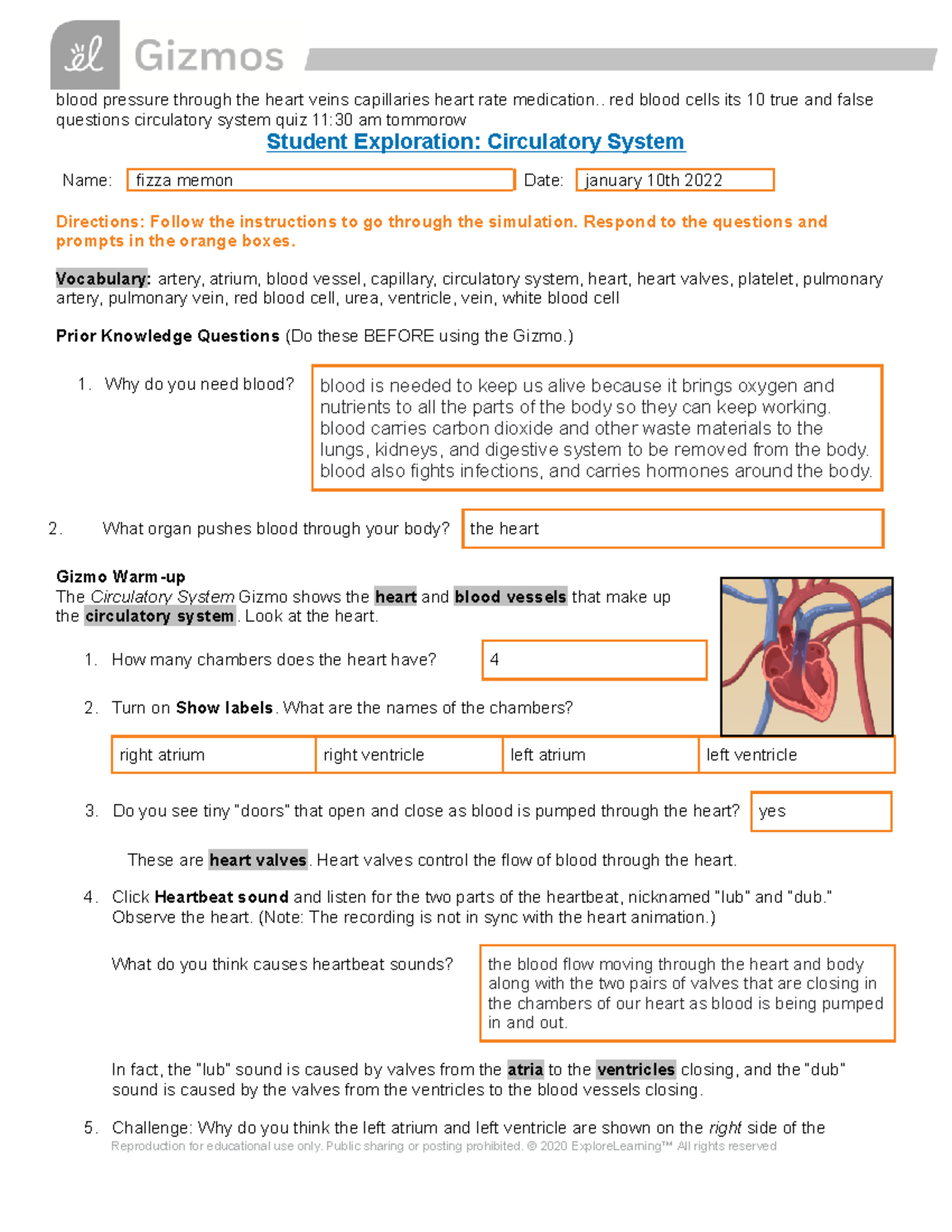 Gizmo on the Circulatory system - blood pressure through the heart ...