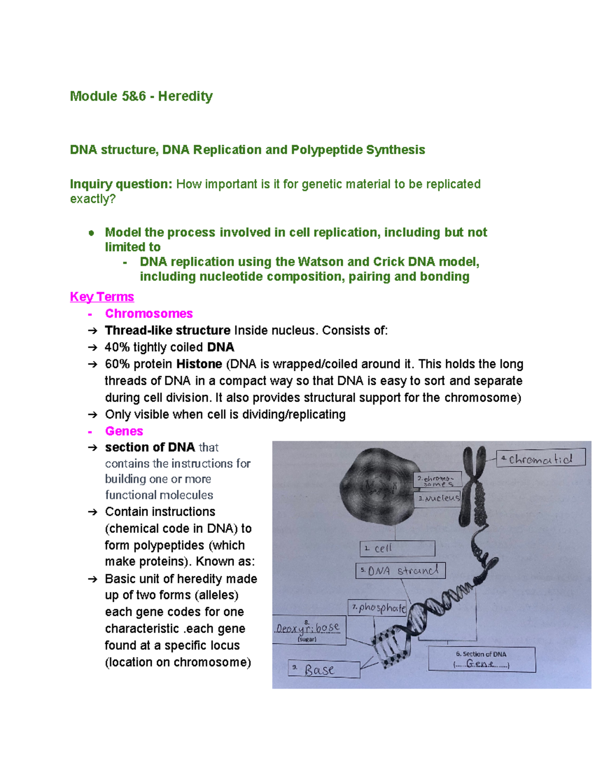 Module 5&6 biology - try the best - Module 5&6 - Heredity DNA structure ...