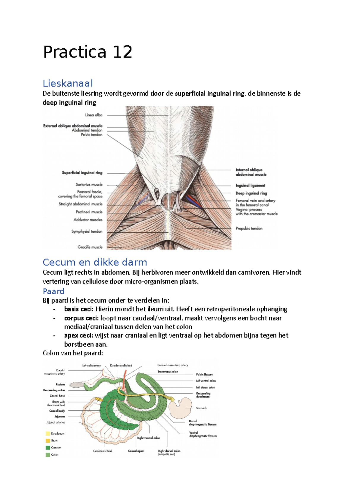 Practica 12 - Practica 12 Lieskanaal De buitenste liesring wordt ...