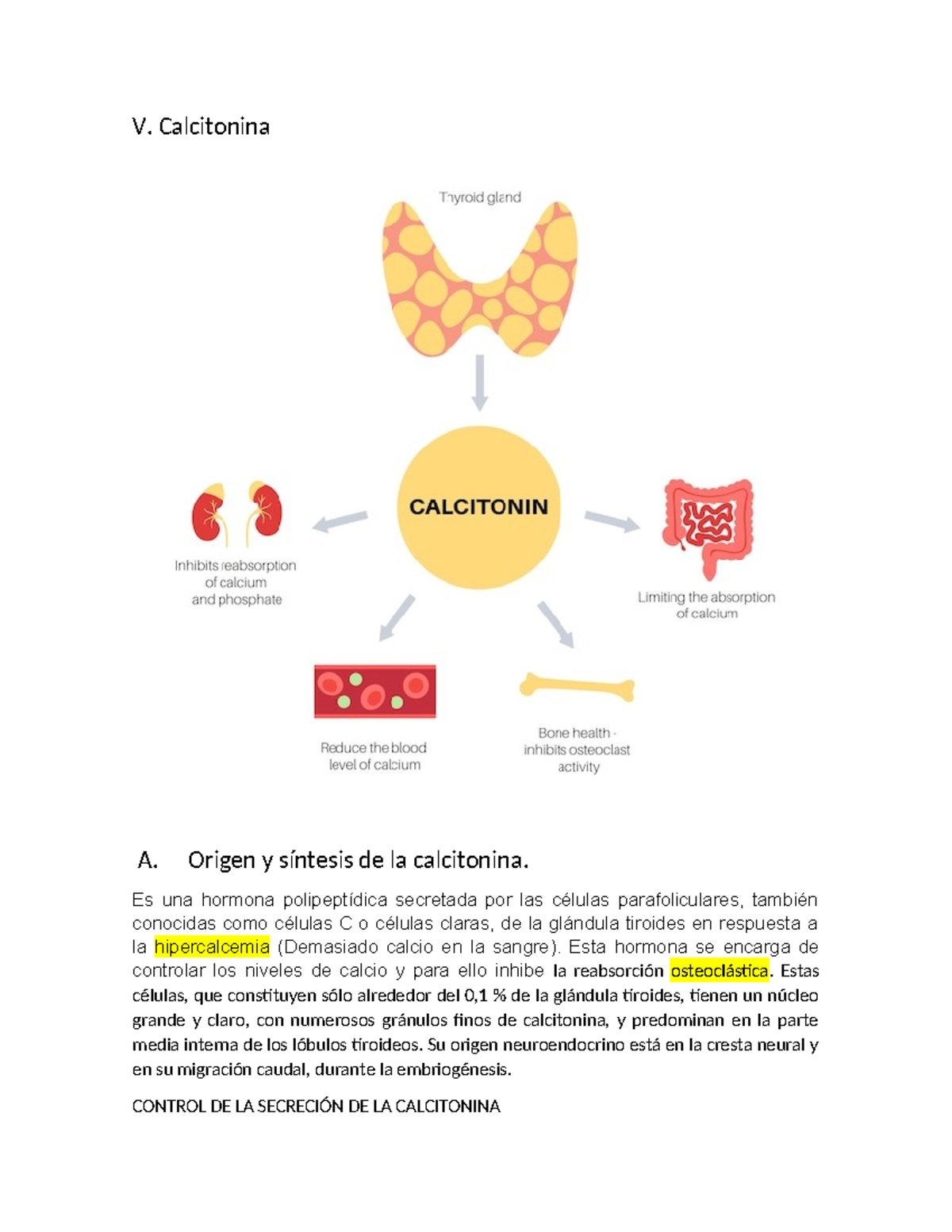 Calcitonina - V. Calcitonina A. Origen y síntesis de la calcitonina. Es ...