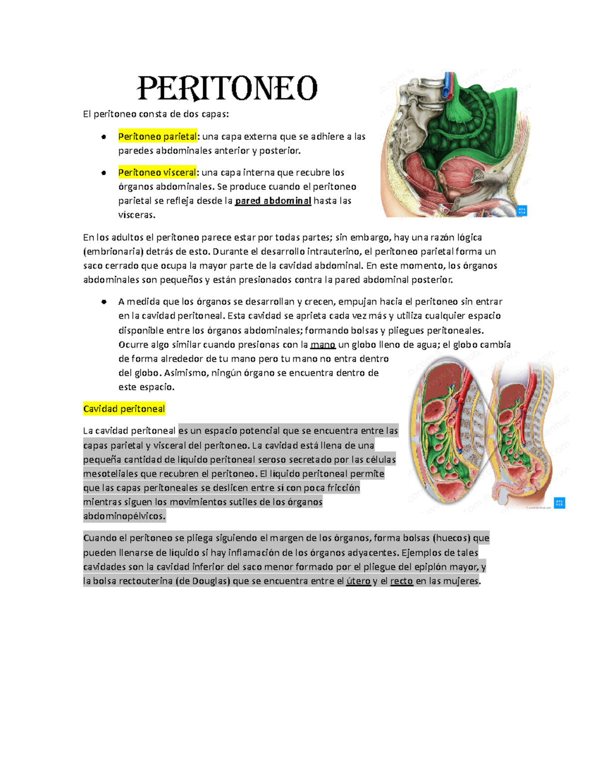 Peritoneo - Peritoneo visceral: una capa interna que recubre los ...