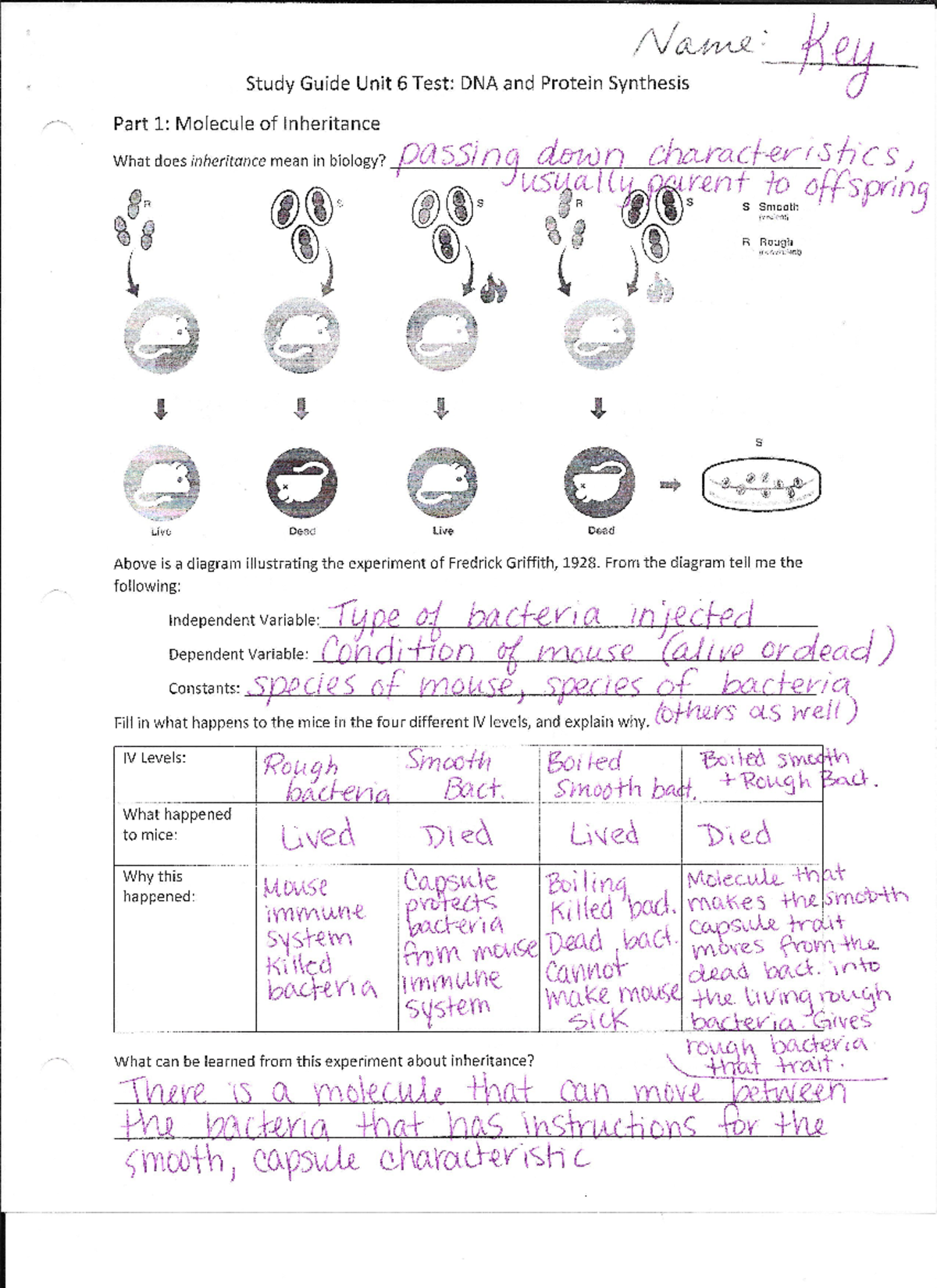 Copy of Study Guide Answer Key - Study Guide Unit 6 Test: DNA and ...