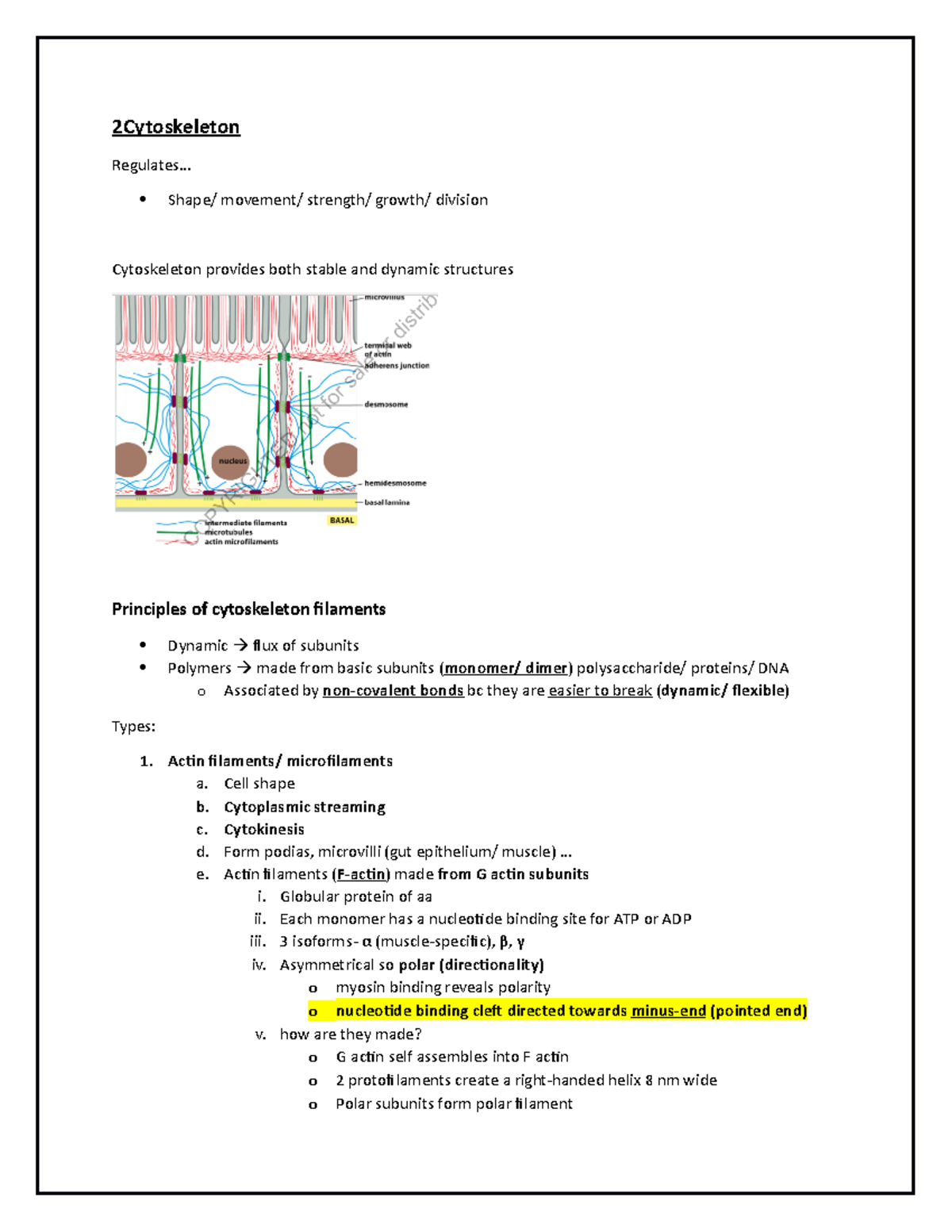 Test 3 - bio 2020- cytoskeleton, microtubule;es, cell cycle ...