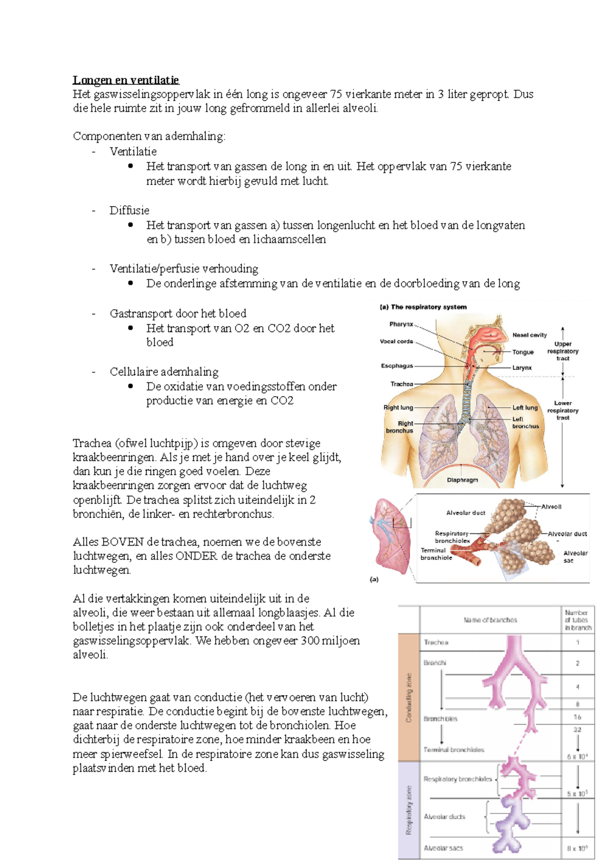 Ademhaling en gaswisseling - Longen en ventilatie Het ...