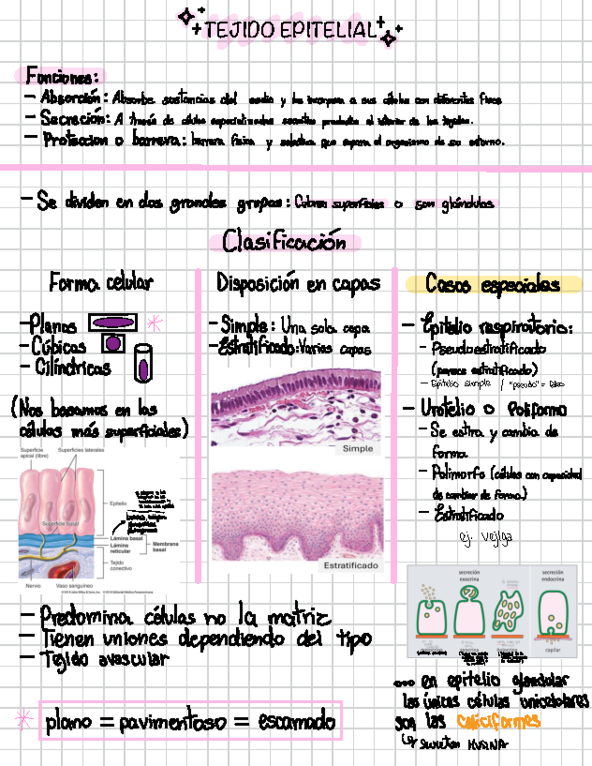 Estructura Semana 2 - I TEJIDO EPITELIAL I Funciones : Absorción : Absorbe sustancias del medio ...