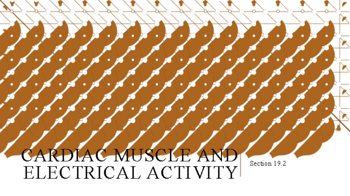 Chapter 19-B - Lecture Notes - CARDIAC MUSCLE AND ELECTRICAL ACTIVITY ...