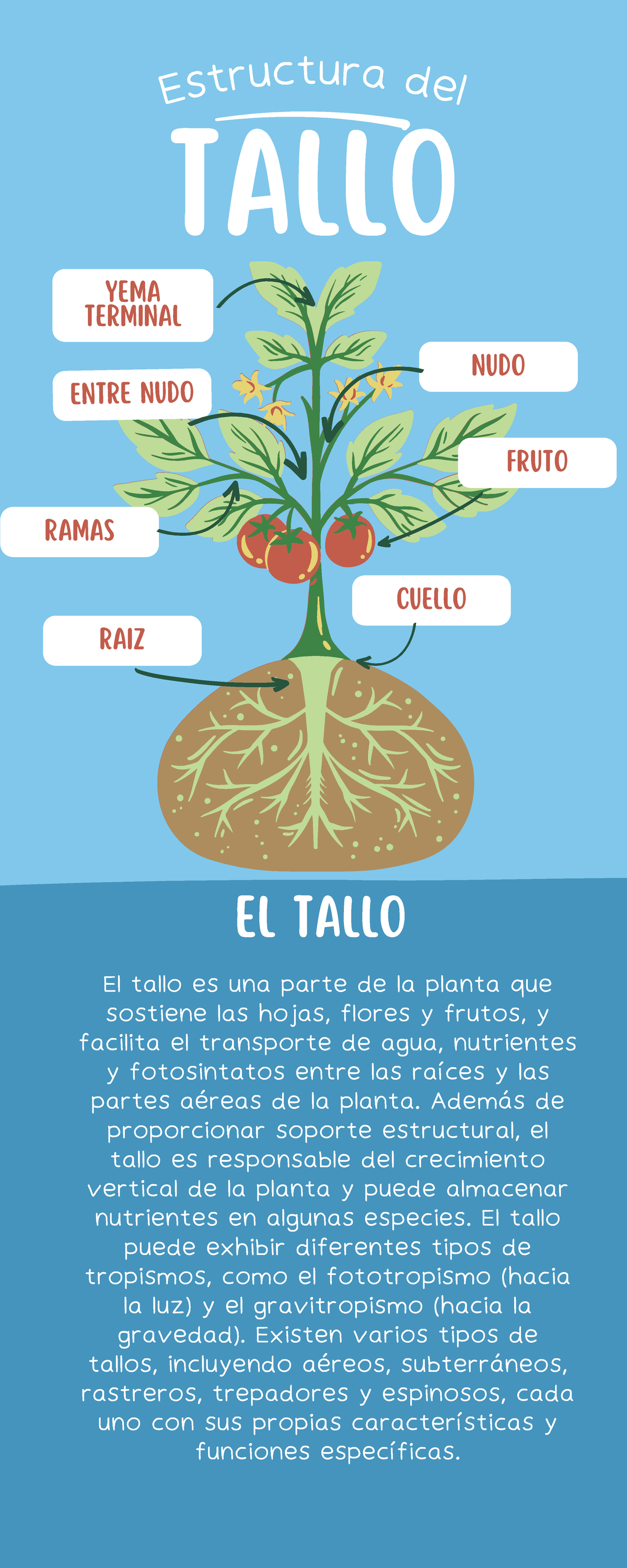 Tallo infografía - Practica resumida en infografia - E st ruc tura de l ...