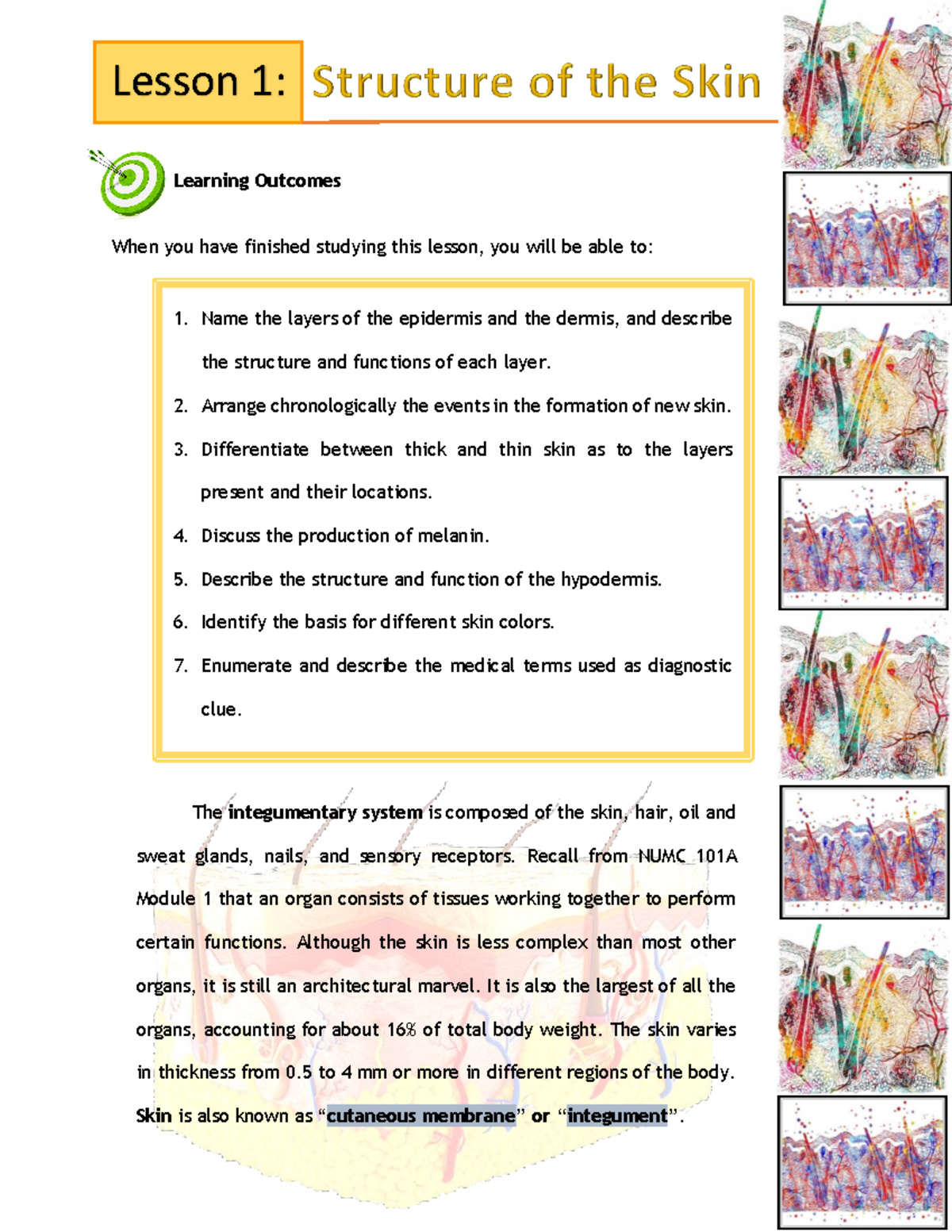 Integumentary System Lesson 1 - Learning Outcomes When you have ...