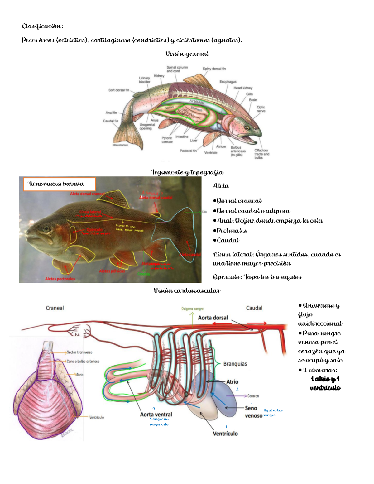 Peces - ClasificaciÛn: Peces Ûseos (octeictios), cartilaginoso ...