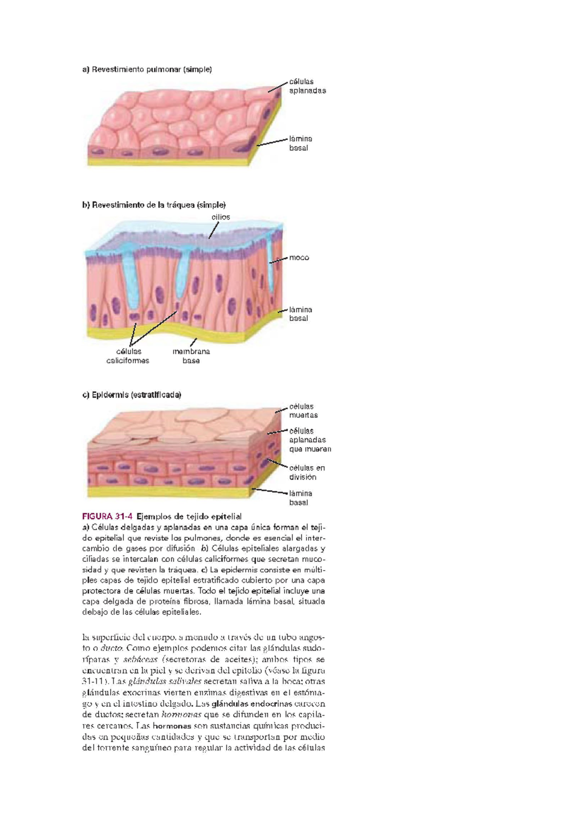 Para imprimir - kjnjk - Biología I - UNAJ - Studocu