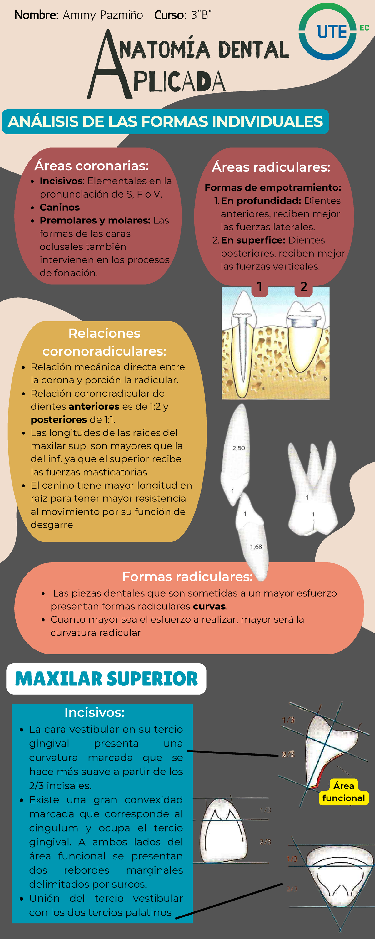 Anatomía Dental Aplicada - La cara vestibular en su tercio gingival ...