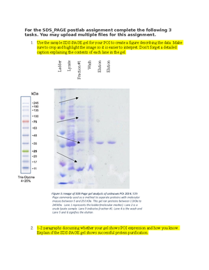 SDS-PAGE Lab Report - BS2520 SDS-PAGE Lab Report Introducion This ...