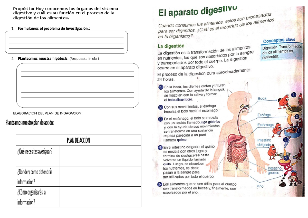Ficha Sistema Digestivo 26-06-24 - Biología para Ciencias E Ingeniería ...