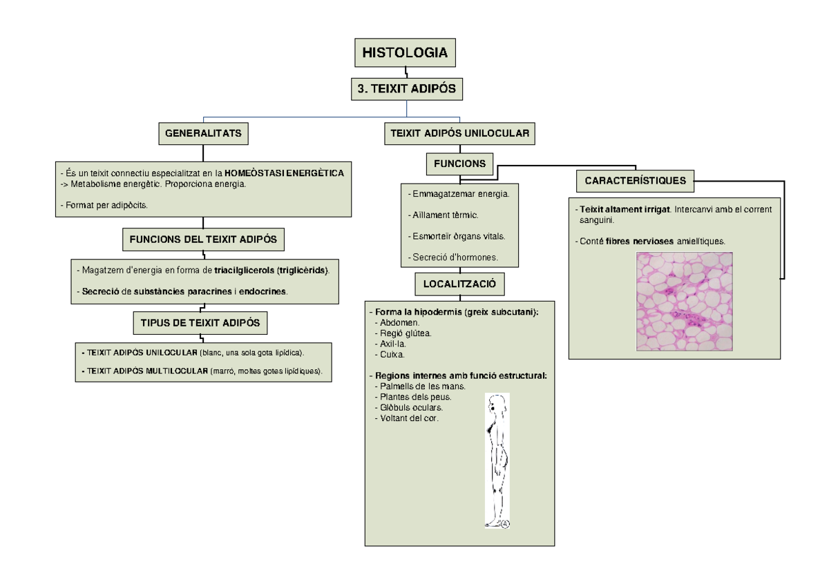 3. Teixit Adipós - HISTOLOGIA 3. TEIXIT ADIPÓS GENERALITATS TEIXIT ...