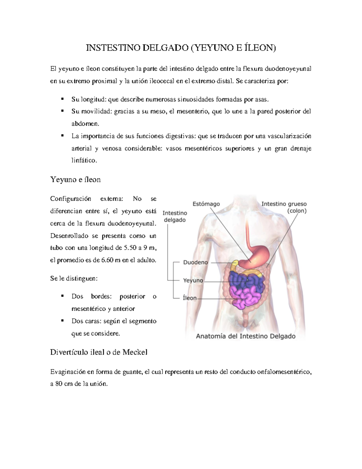 Instestino Delgado - Nota: 9 - INSTESTINO DELGADO (YEYUNO E ÍLEON) El ...