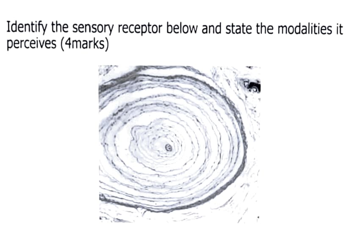 Embryology cat - ldentity the sensory receptor below and state the ...