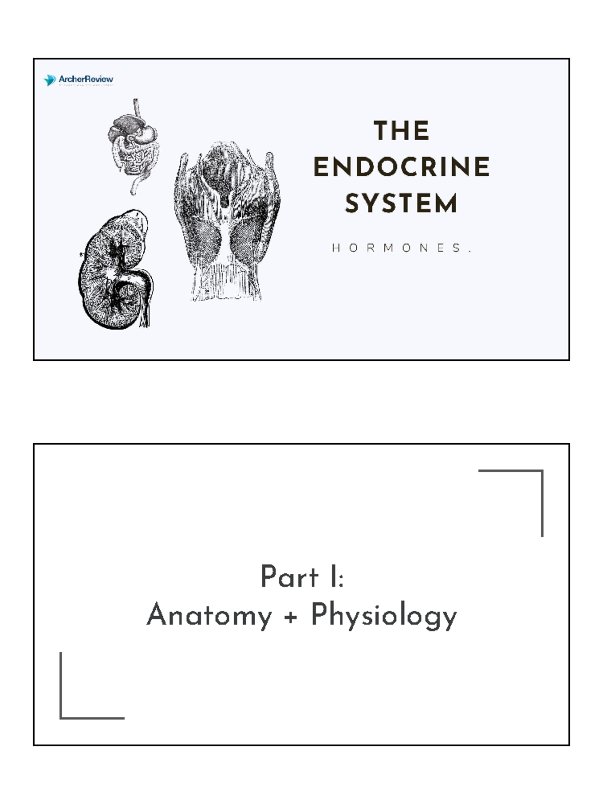 Archer The Endocrine System 432023 - Endocrine Part I: Anatomy ...