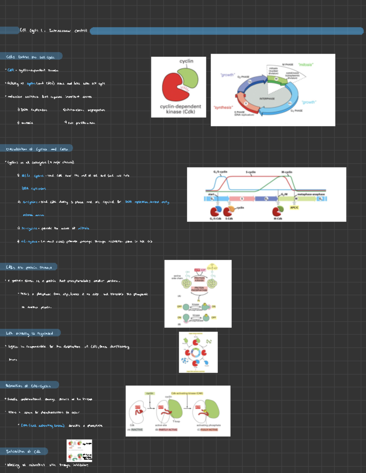 Module 3- The cell cycle - Cell Cycle 1 : Intracellular control Laks ...