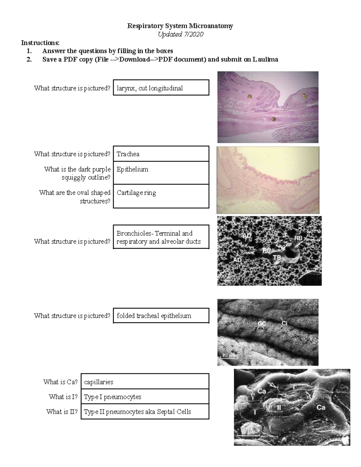 PHYL 142 LAB- Respiratory Microanatomy - Respiratory System Microanatomy Updated 7/ Instructions ...