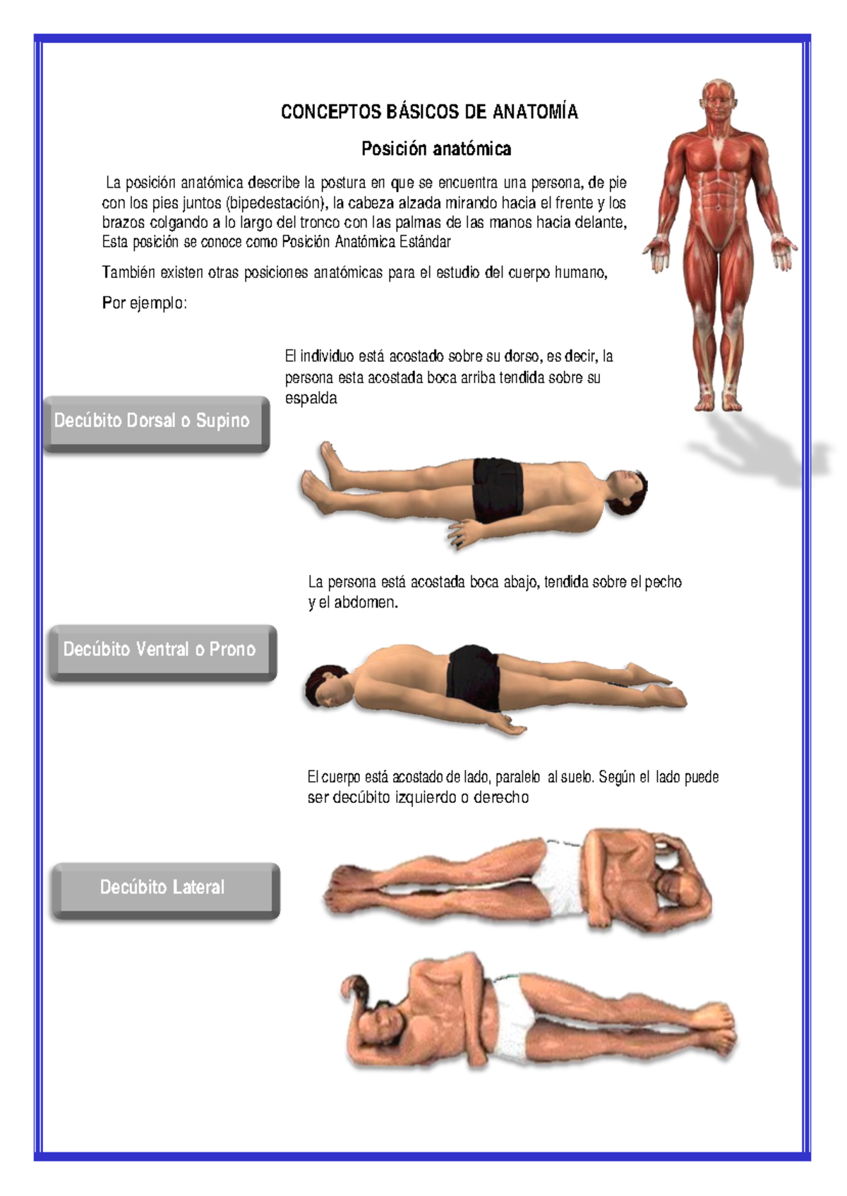 Conceptos BÁ Sicos DE AnatomíA - CONCEPTOS BÁSICOS DE ANATOMÍA Posición anatómica La posición ...