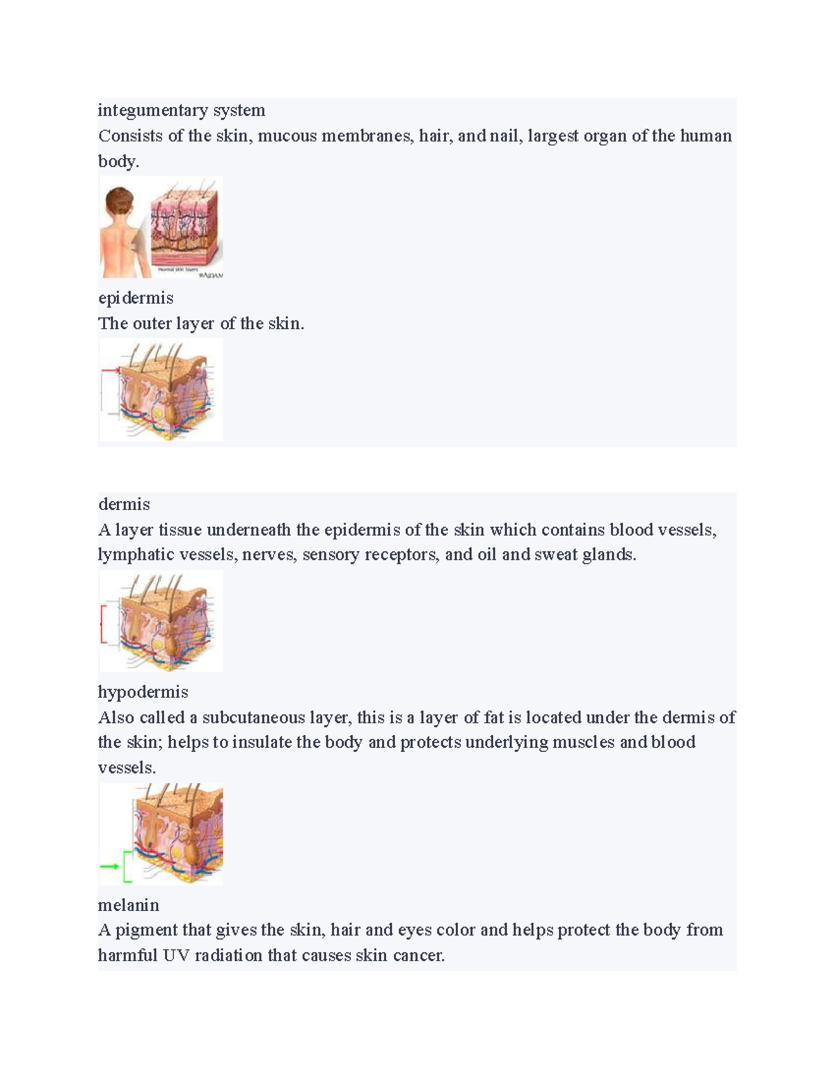 Anatomy Midterm - integumentary system Consists of the skin, mucous ...
