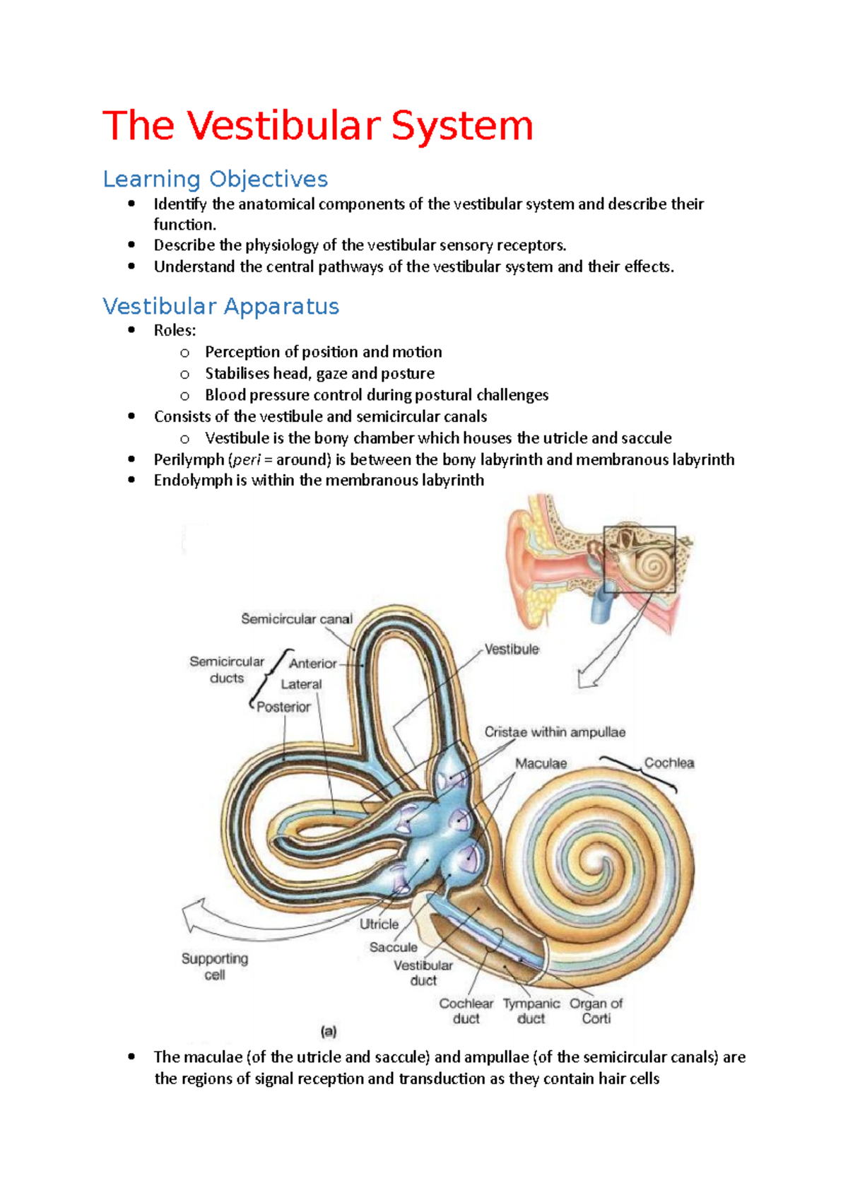 The Vestibular System - The Vestibular System Learning Objectives ...