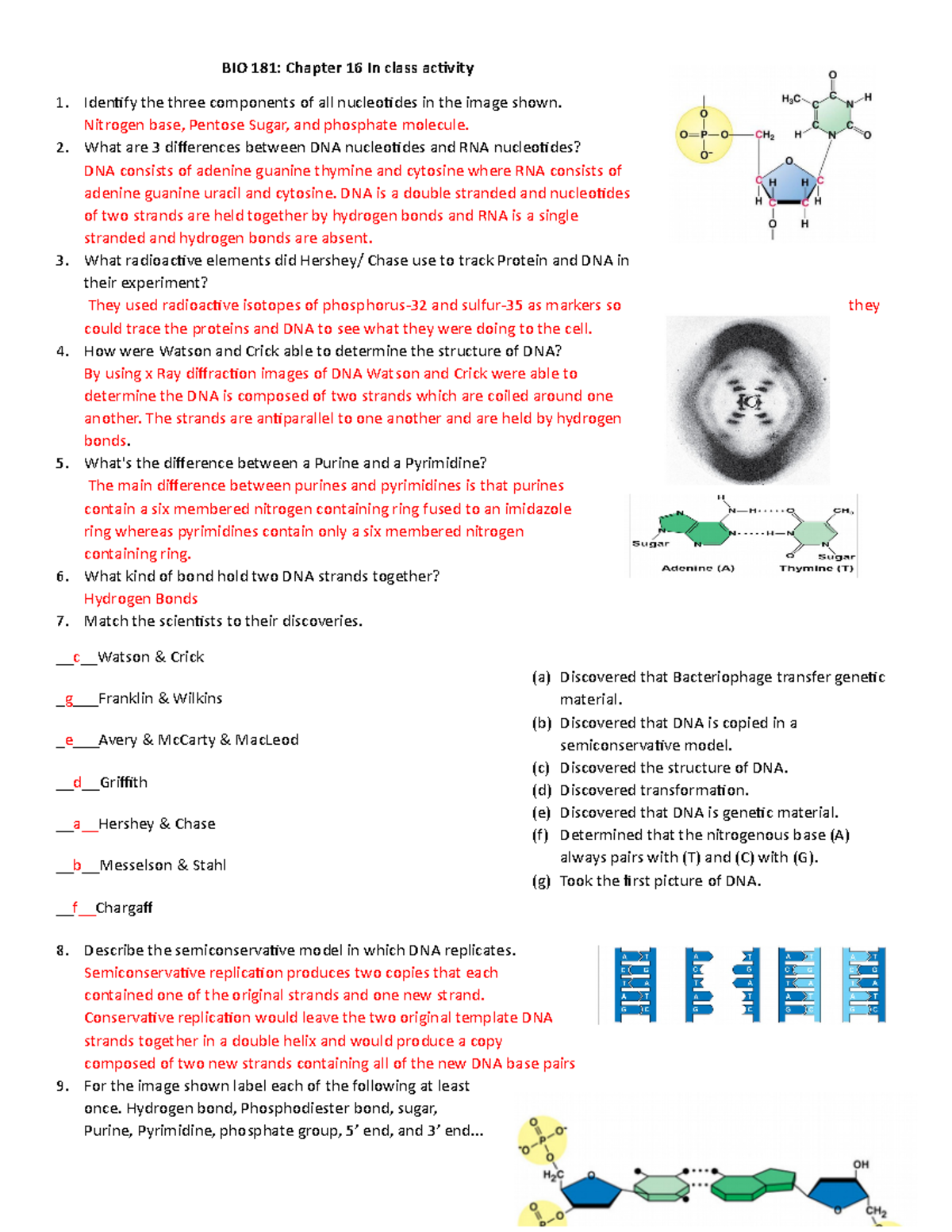 Bio-181 L WEEK- 12-HW- Chapter 16 - BIO 181: Chapter 16 In class ...