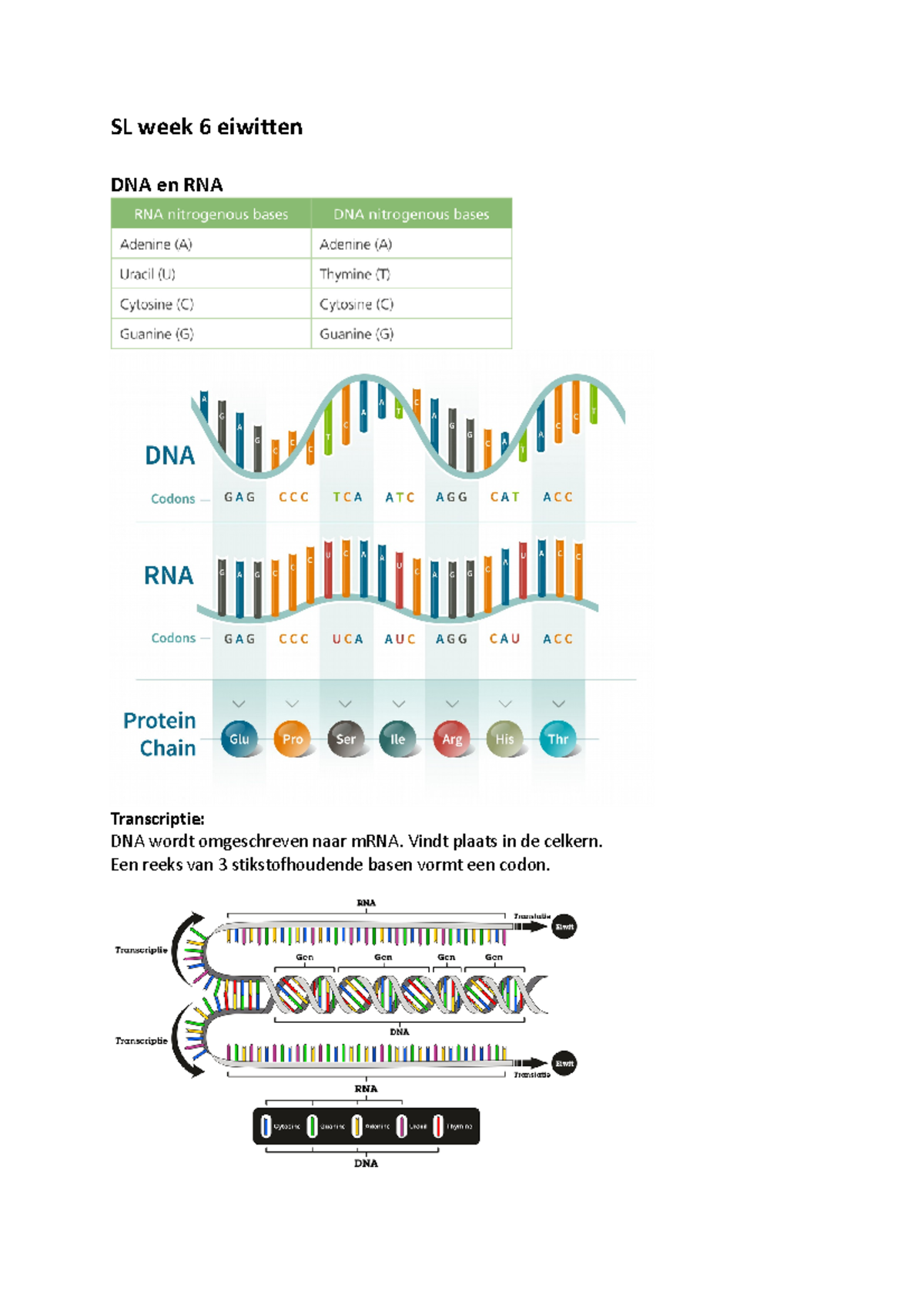 SL week 6 eiwitten - SL week 6 eiwitten DNA en RNA Transcriptie: DNA wordt omgeschreven naar ...
