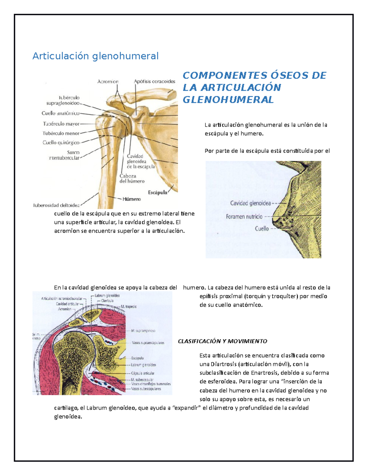 Articulacion Glenohumeral - Articulación glenohumeral COMPONENTES ÓSEOS ...
