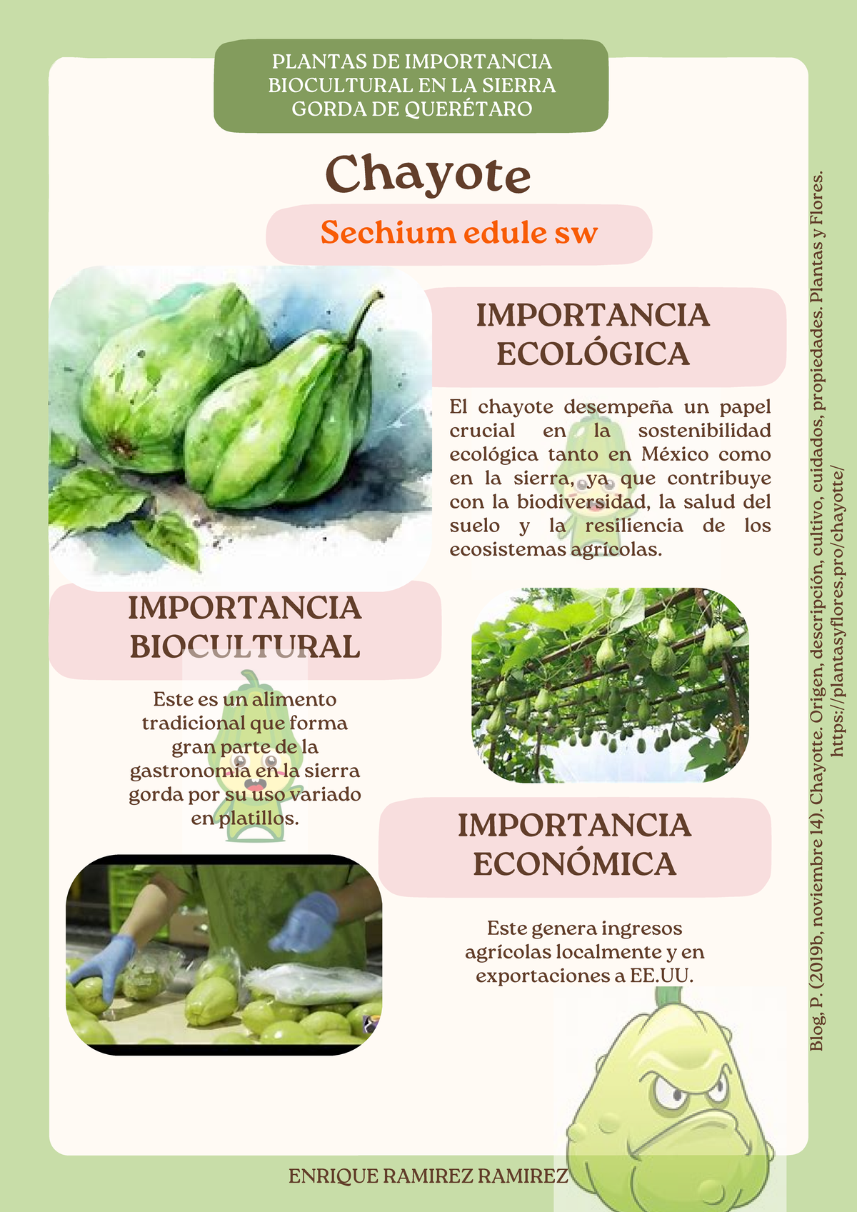 Infografia el chayote - un ligero repaso de los usos de una planta de ...