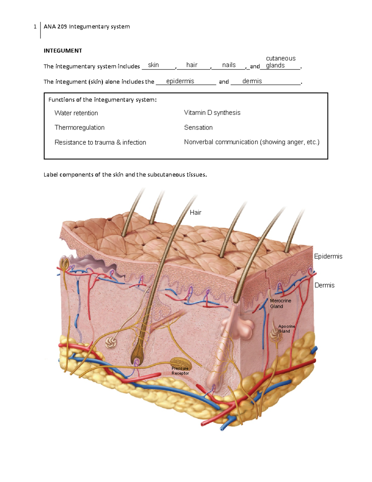 3. Integumentary system Handout - INTEGUMENT The integumentary system ...