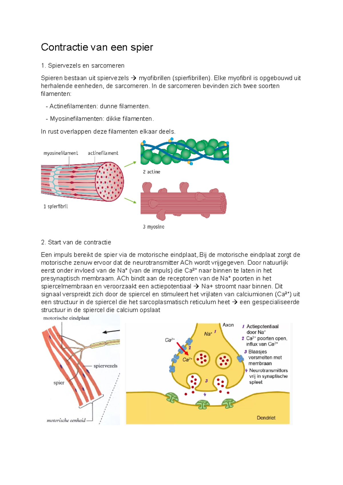 Contractie van een spier - Contractie van een spier Spiervezels en ...