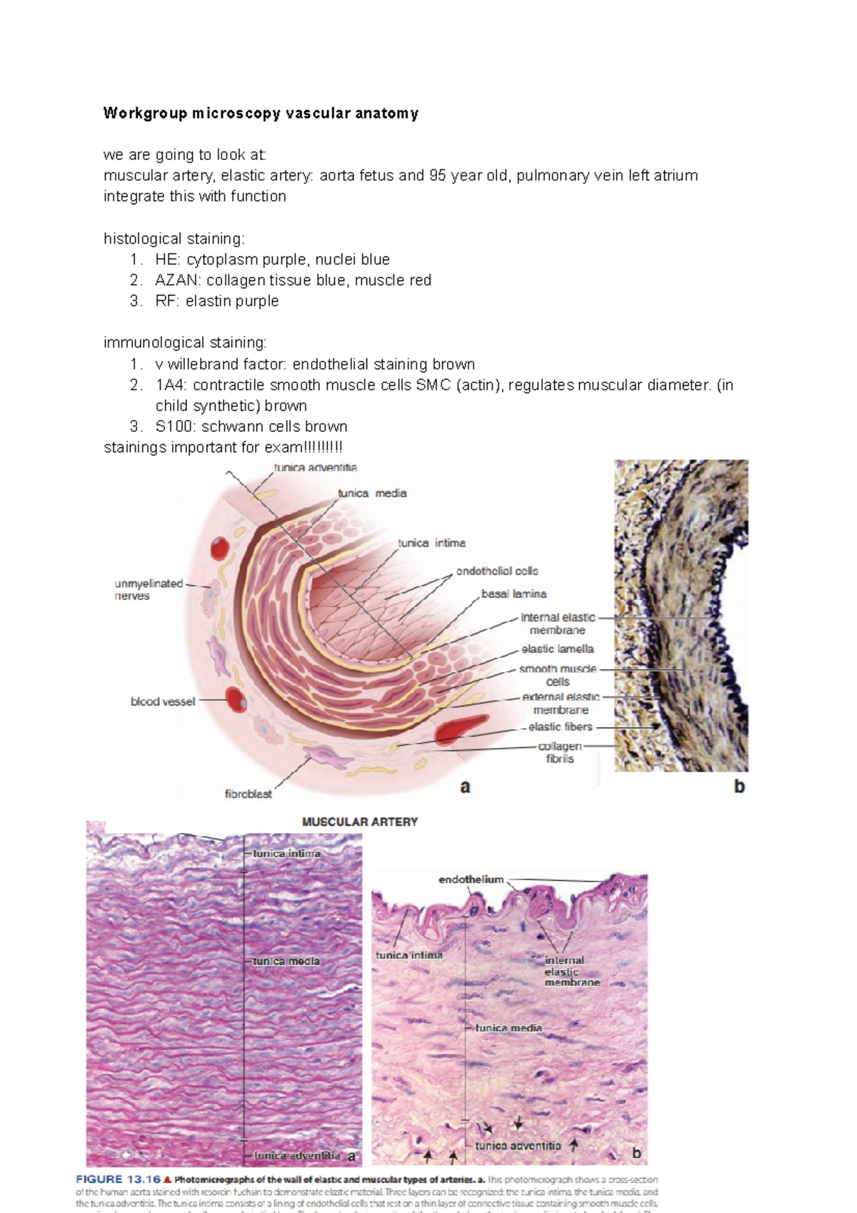 Microscopy WG vascular anatomy 2 - Workgroup microscopy vascular ...