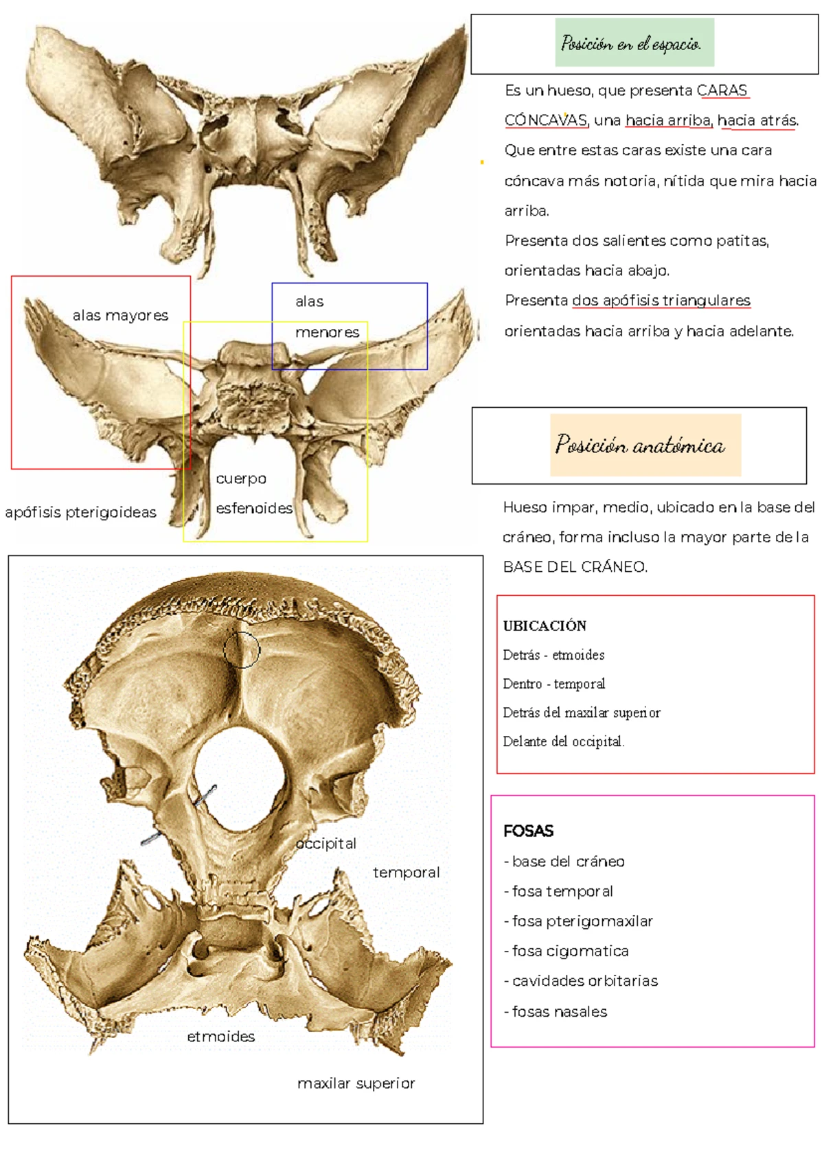 La cresta de los huesos - Estas crestas son importantes en el contexto ...