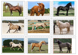 Rassenleer-met-fotos - RASSENLEER Met foto’s VIVES Agro- en ...