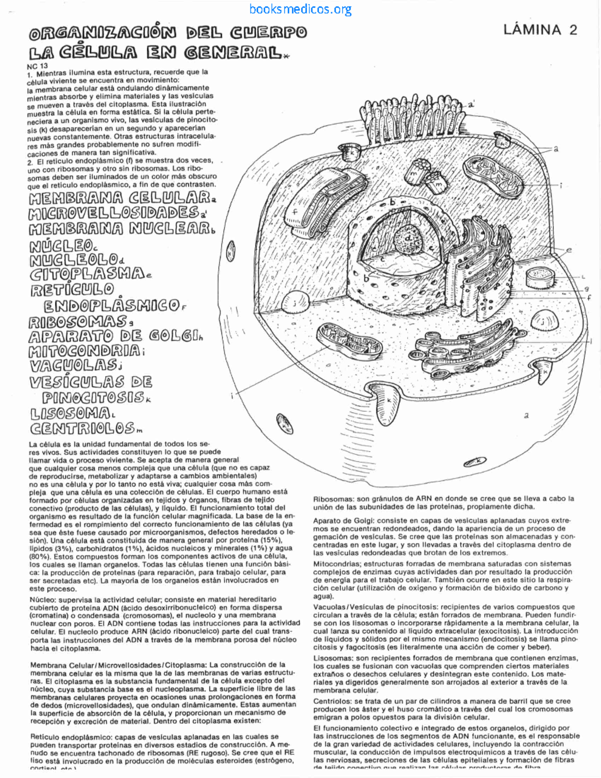 Lámina DE Célula - celula - Biología celular - ERRNVPHGLFRV RUJ - Studocu