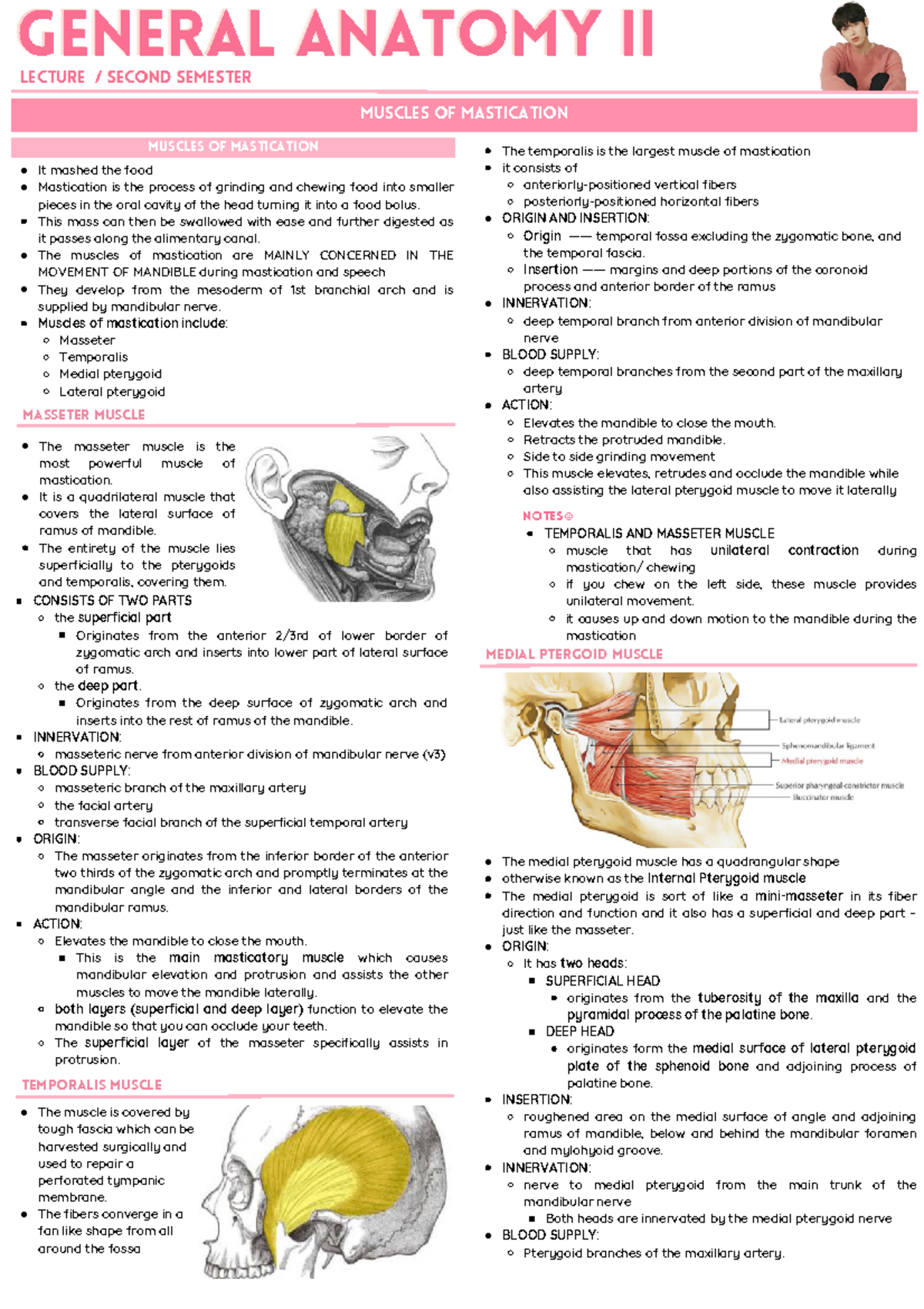 Muscles-OF- Mastication - MUSCLES OF MASTICATION MUSCLES OF MASTICATION ...