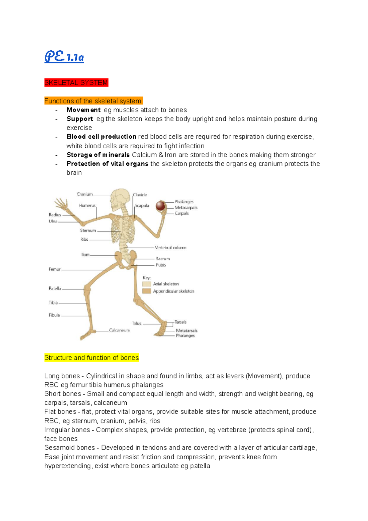 PE 1.1a notes - PE 1 SKELETAL SYSTEM Functions of the skeletal system ...